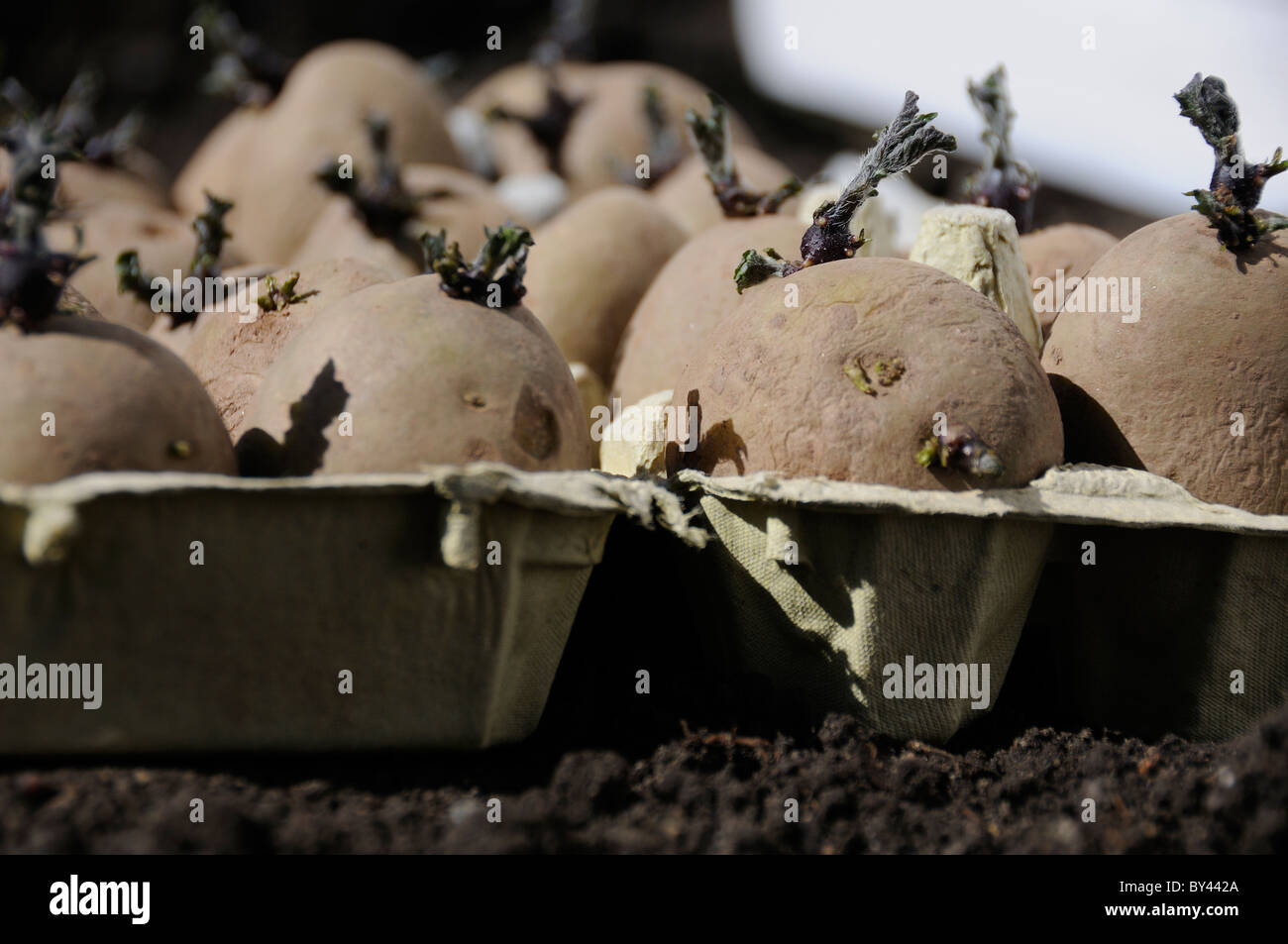 Seed potatoes chitting in egg boxes - Berkshire, UK Stock Photo - Alamy