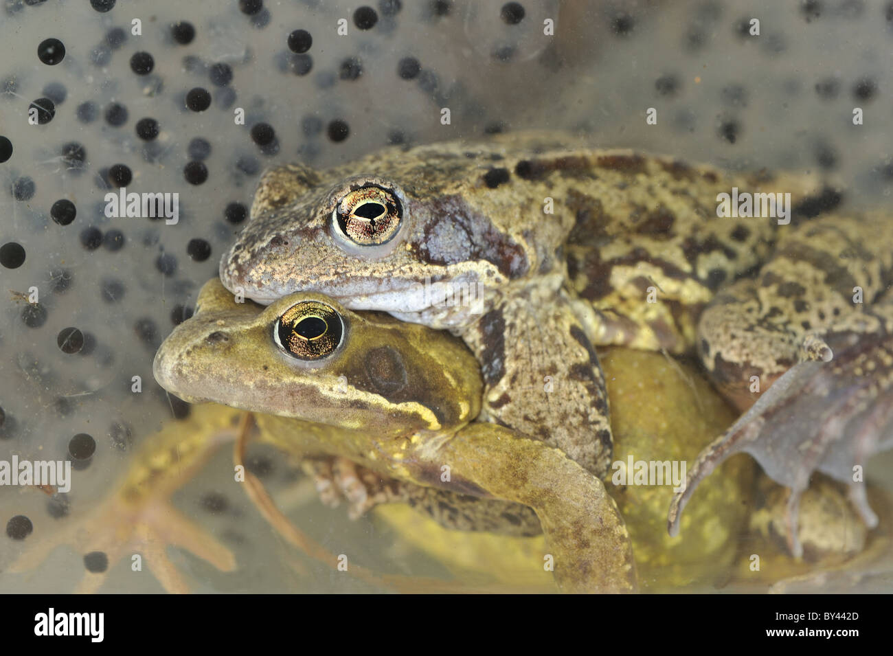 Common frog (Rana temporaria) pair mating under water amongst clusters ...
