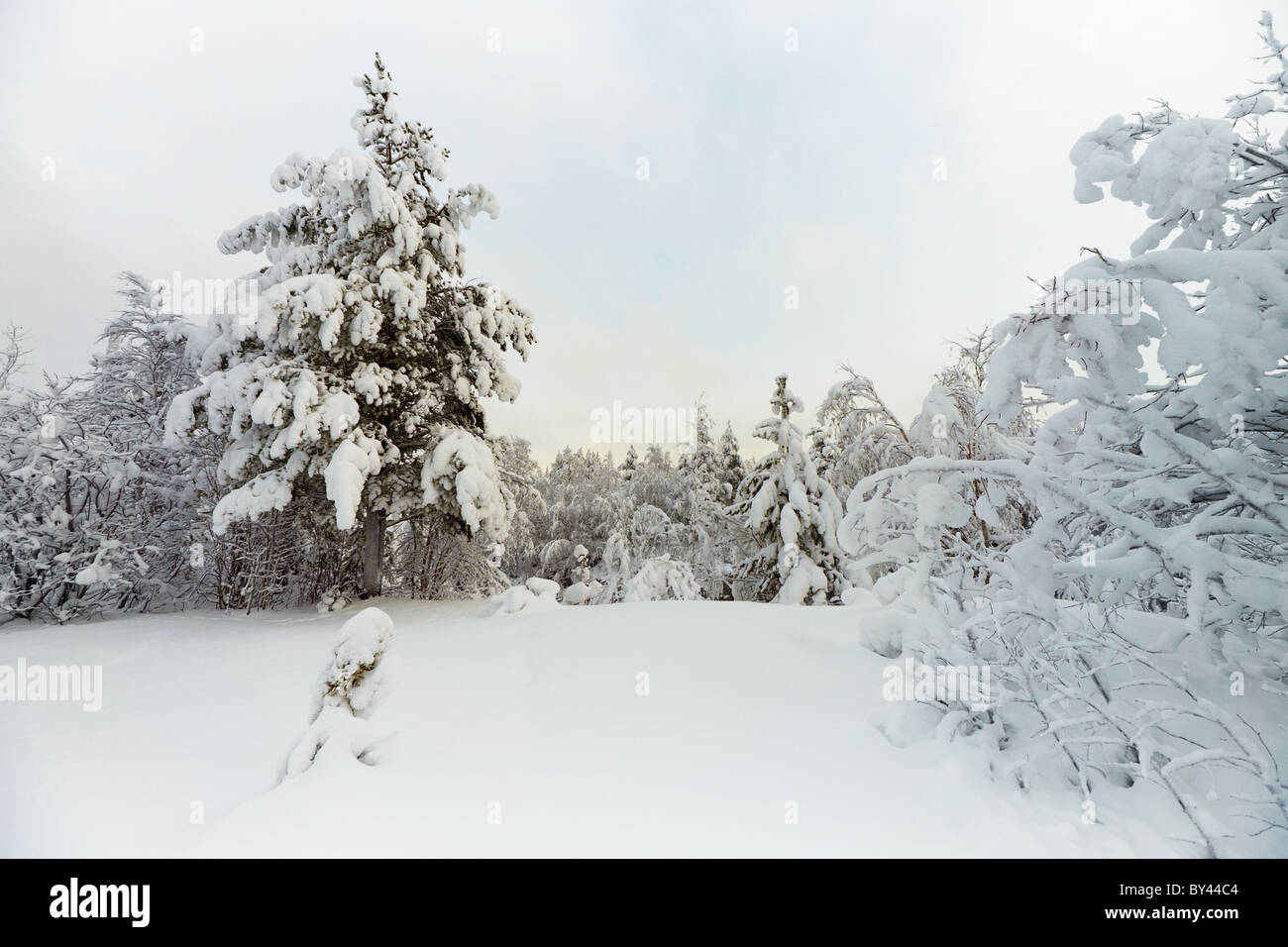 Winter landscape - north woods covered with snow Stock Photo - Alamy