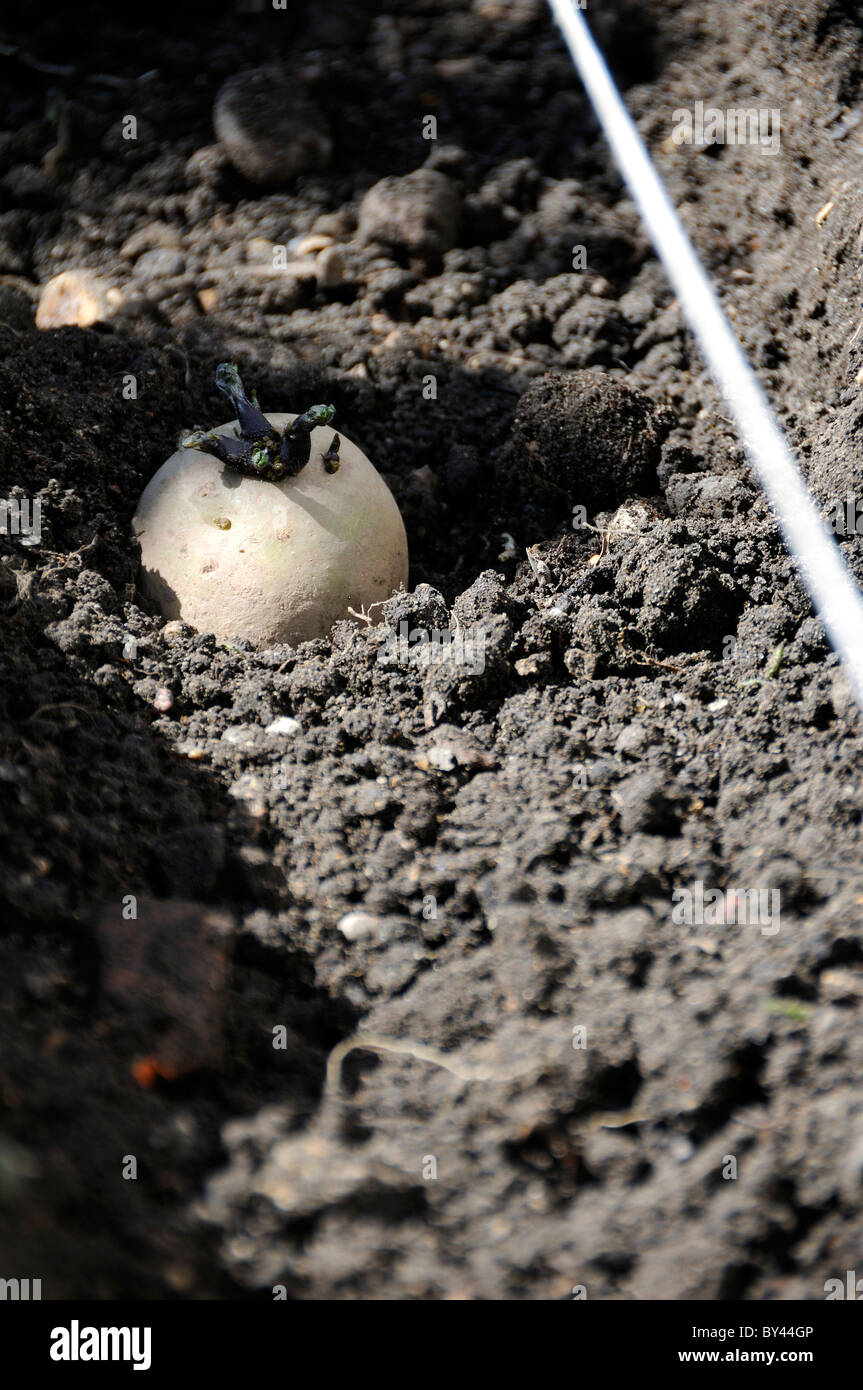 Chitted seed potato planted in trench ready for covering with soil ...