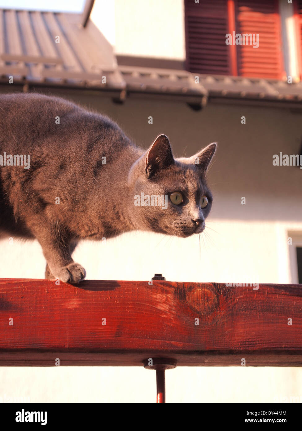 Domestic cat before jump Stock Photo - Alamy
