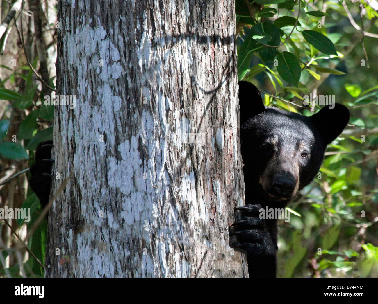 Florida Black Bear Stock Photo - Alamy