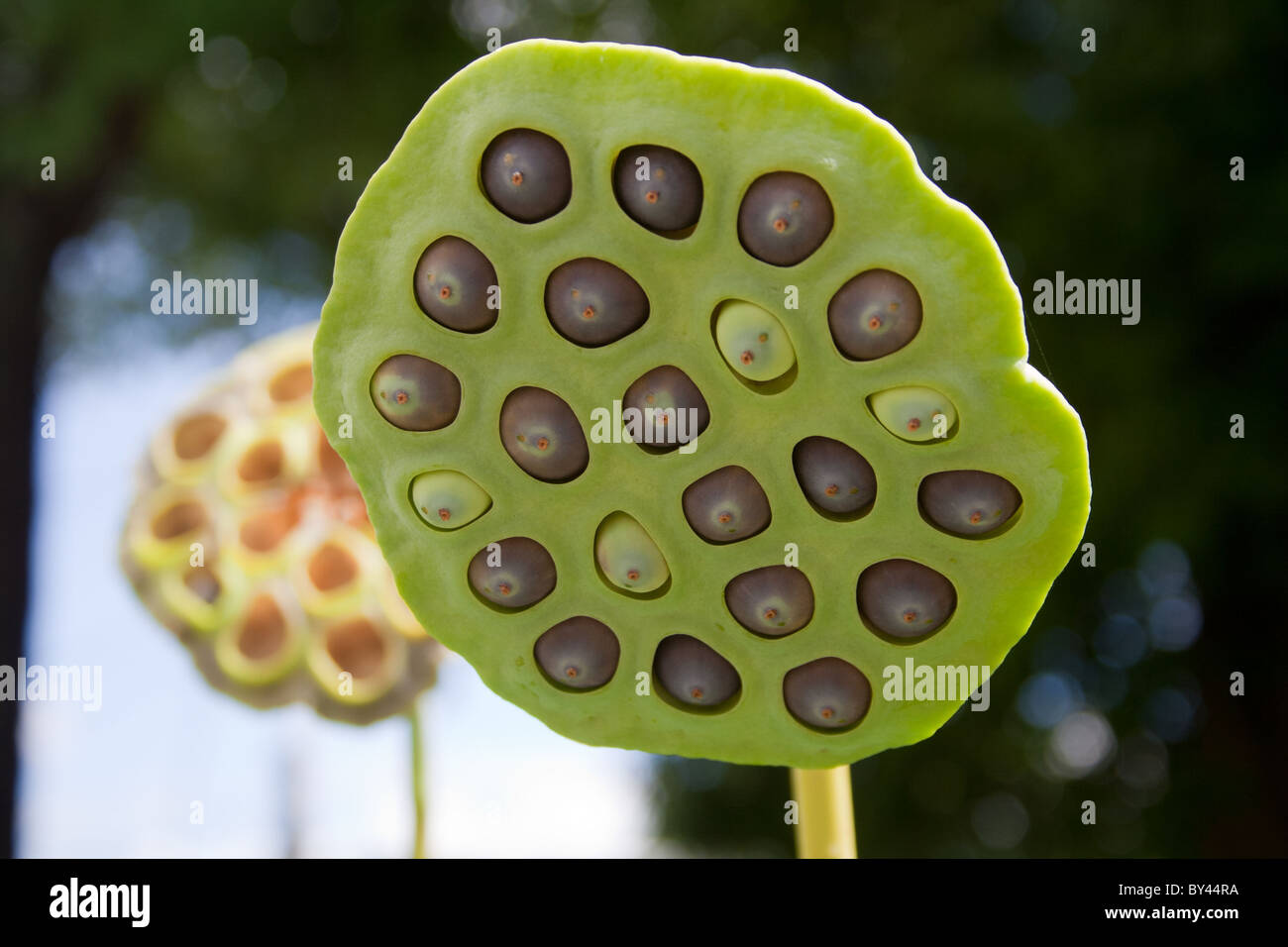 Nelumbo Nucifera Seeds