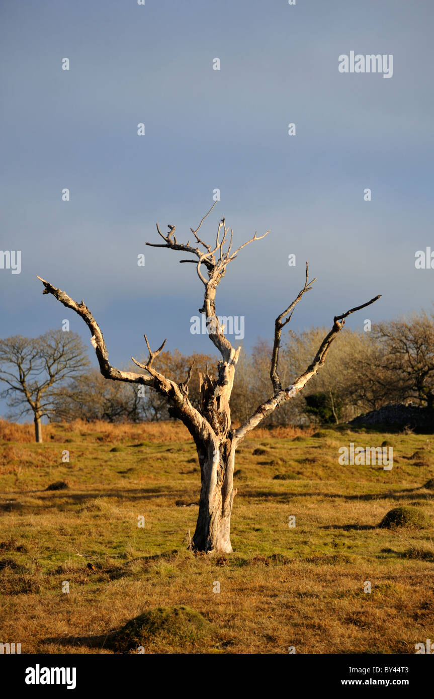Dead Tree In Winter Stock Photos & Dead Tree In Winter Stock Images - Alamy