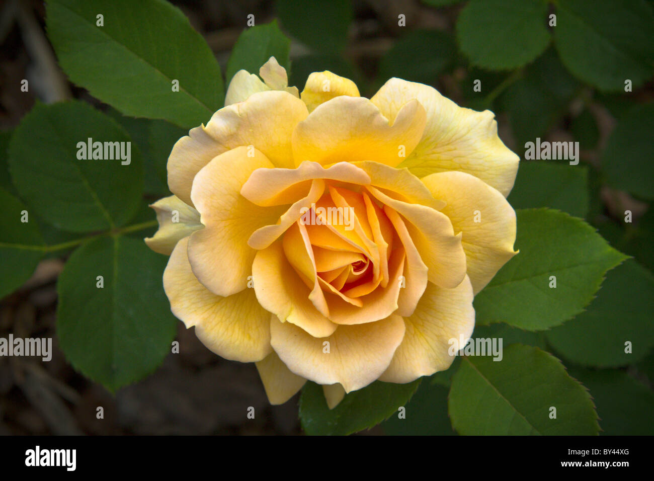 Rosa Honey Perfume Floribunda Rose flower Stock Photo - Alamy