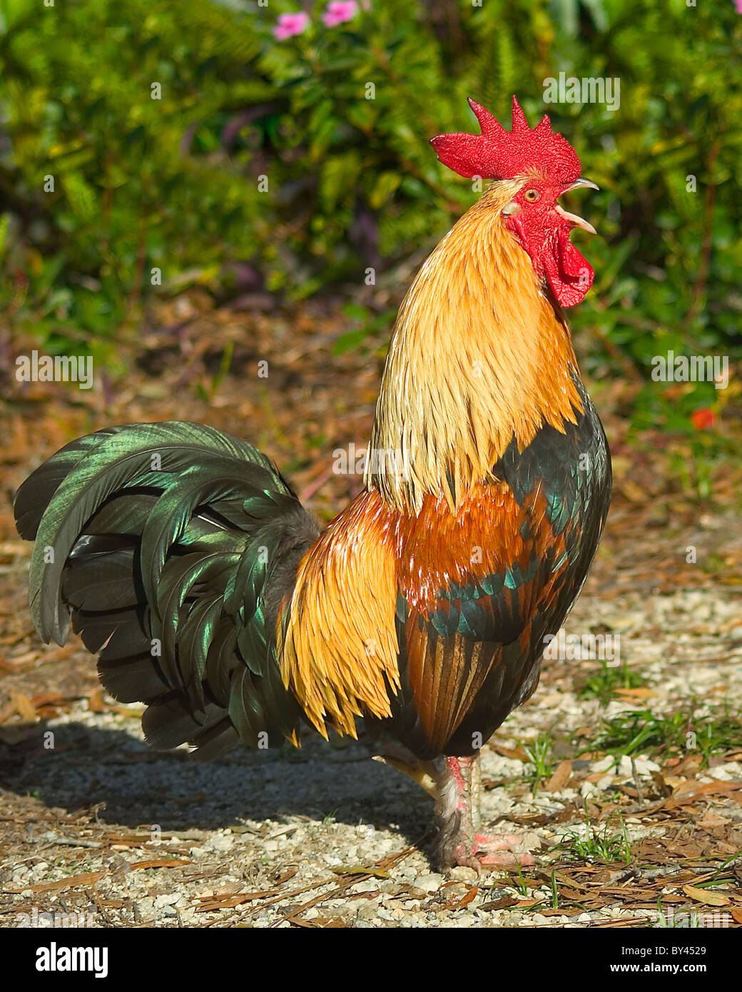 Rooster calling mate Stock Photo - Alamy