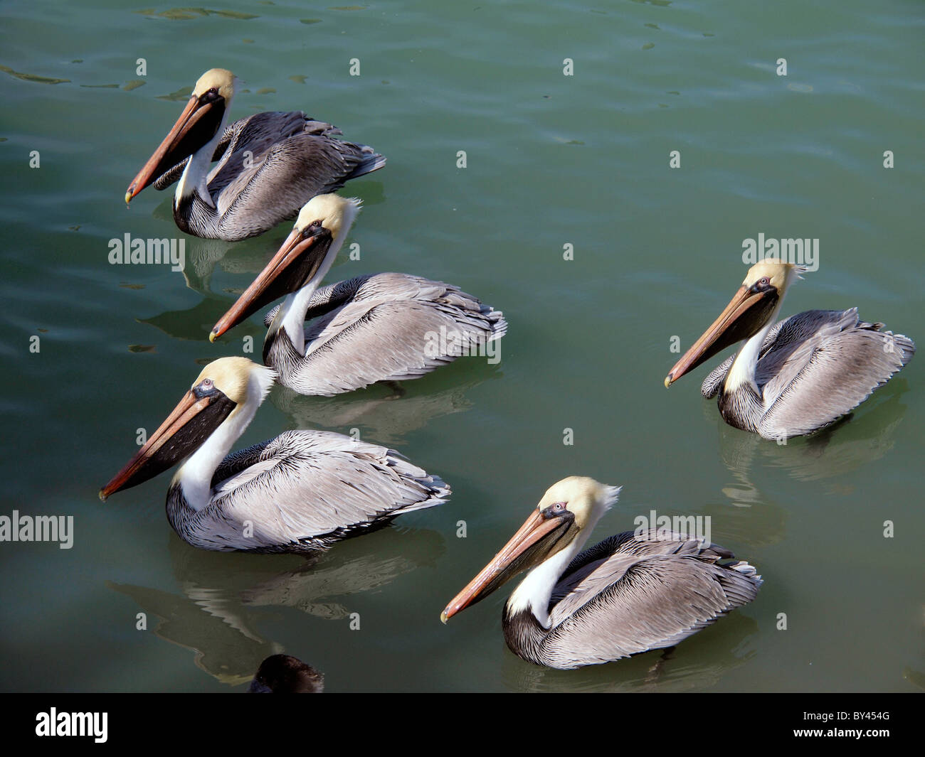 Pelicans sitting hi-res stock photography and images - Alamy