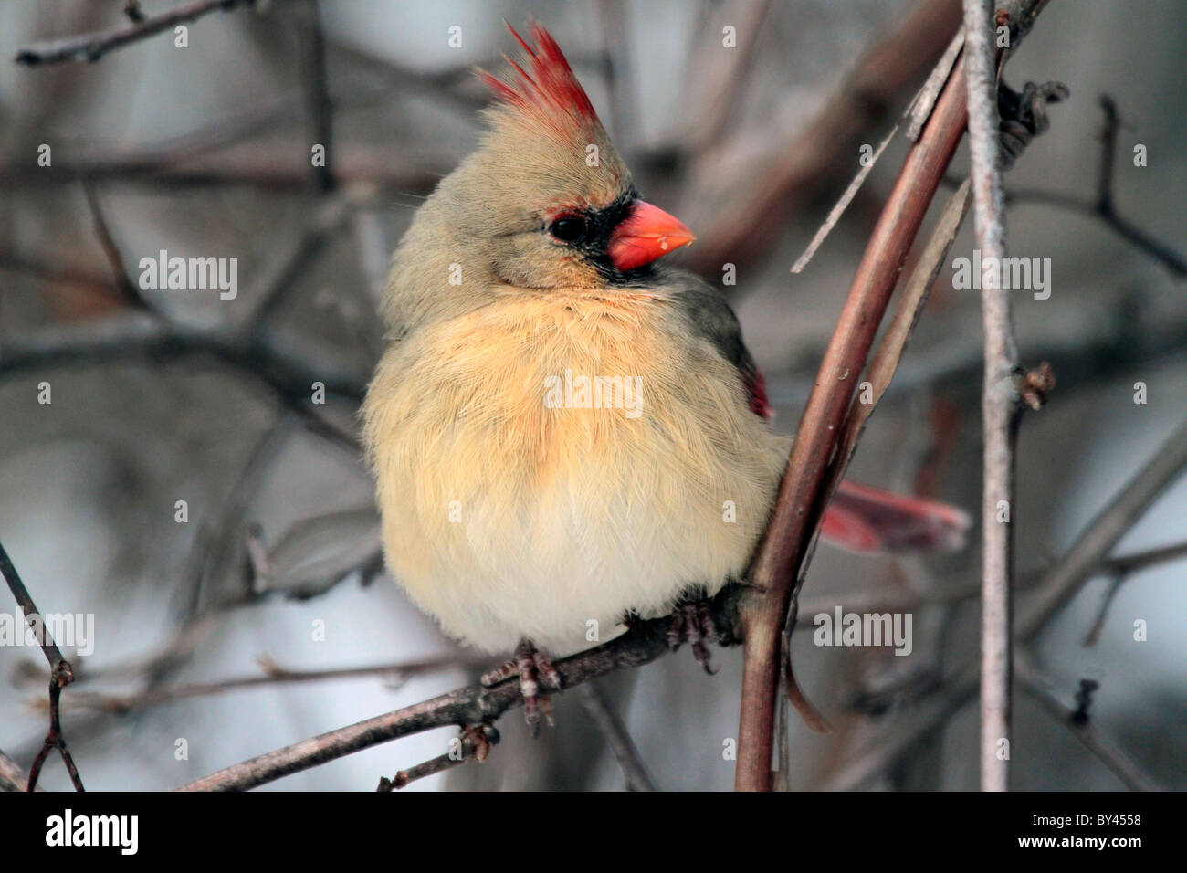 Female cardinal hi-res stock photography and images - Alamy