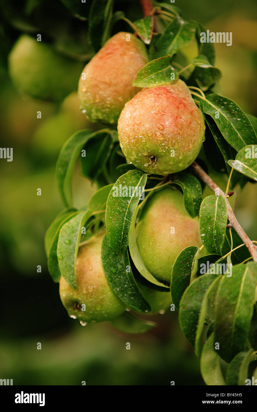 Pear tree hi-res stock photography and images - Alamy