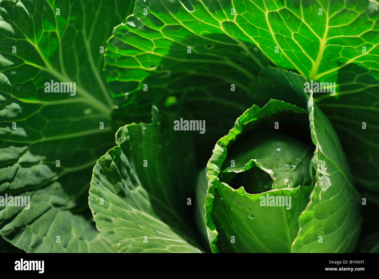 A head of green cabbage growing in a field Stock Photo - Alamy