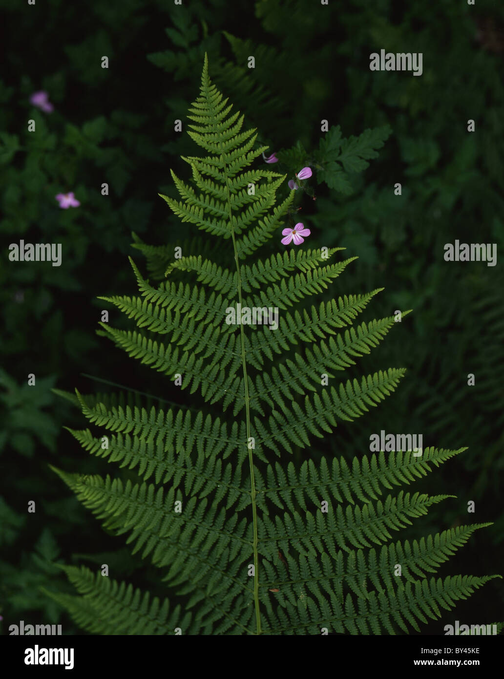 Fern with Wildflowers, NJ Stock Photo - Alamy