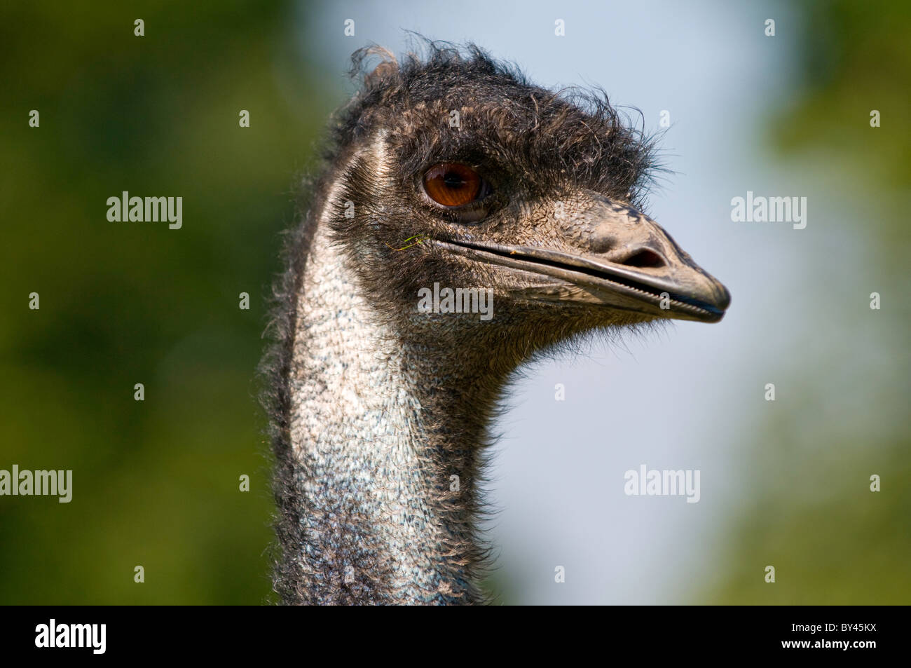 Close up of Emu Stock Photo - Alamy