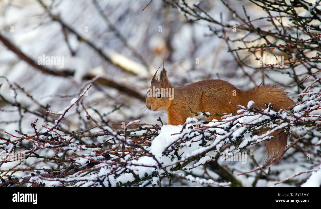 red squirrel(sciurus vulgaris) in the snow, Ireland Stock Photo - Alamy