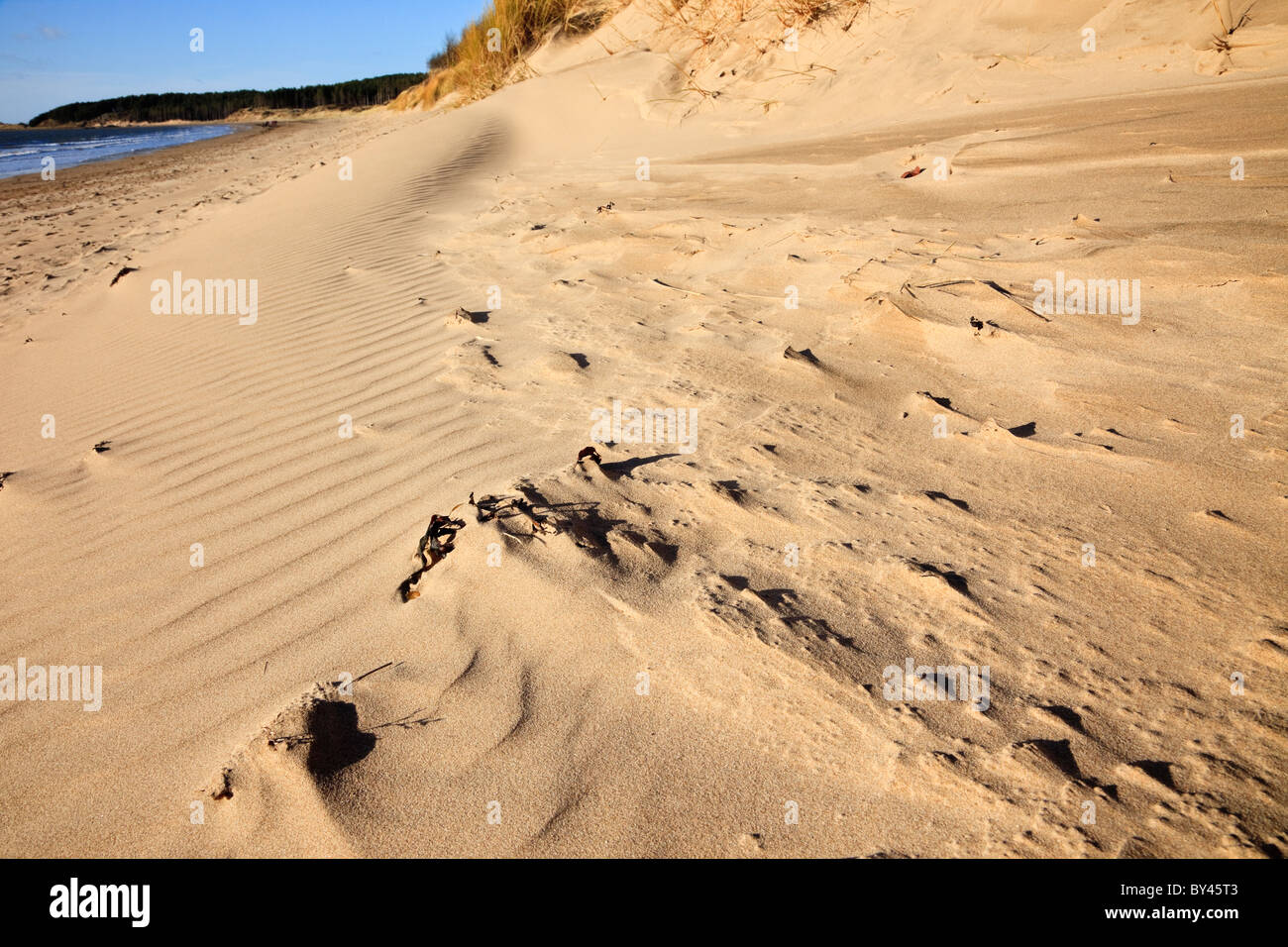 Coastal erosion of the sand dunes on Traeth Llanddwyn beach in an Area ...