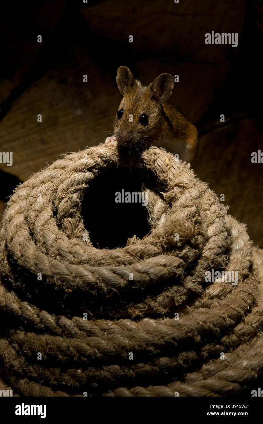 A wood mouse, Apodemus sylvaticus, sitting on top of a coil of rope in ...