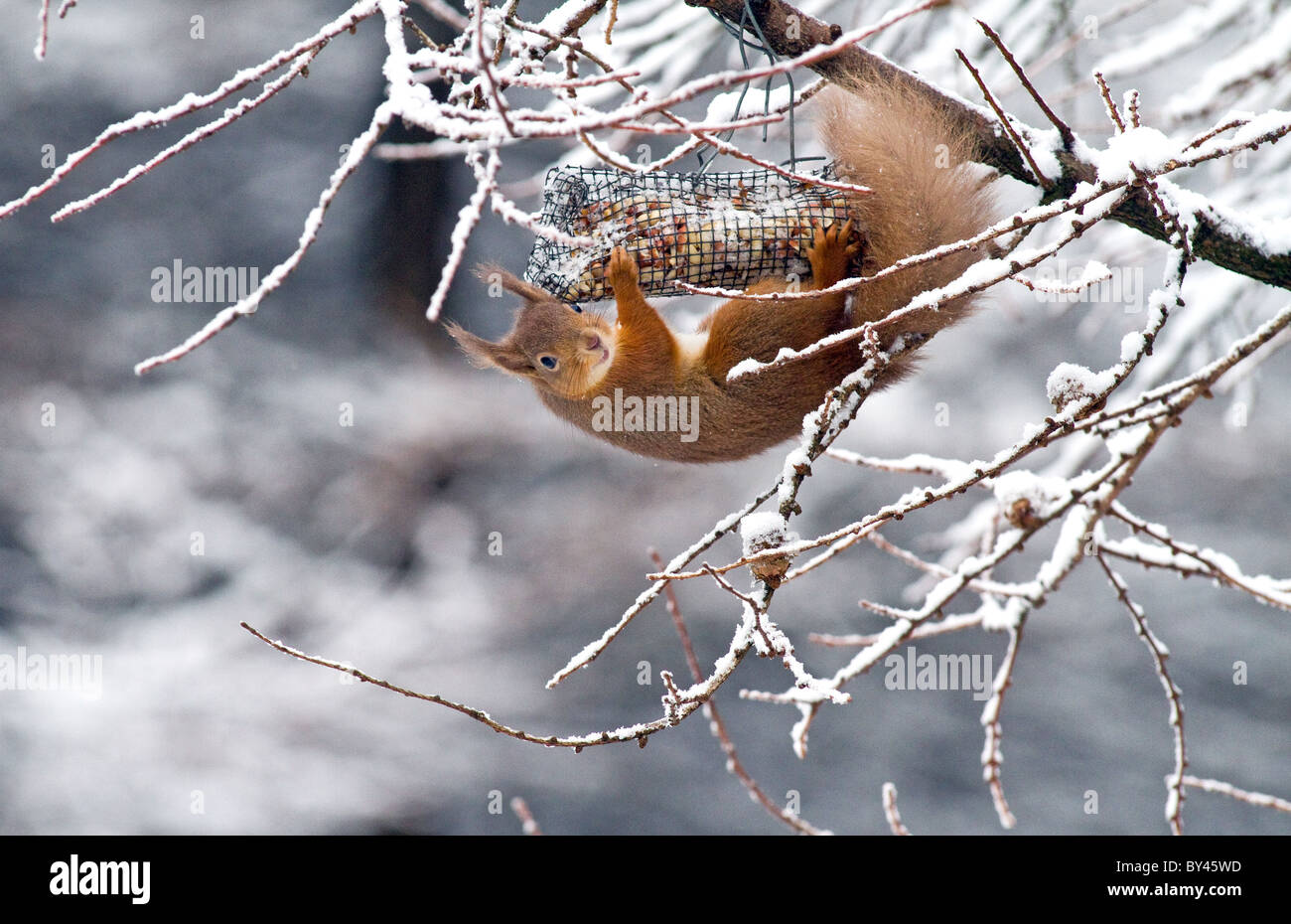Feeding on a nut hi-res stock photography and images - Alamy