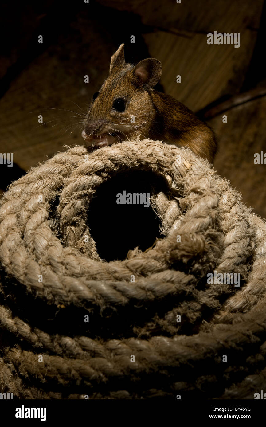 A wood mouse, Apodemus sylvaticus, sitting on top of a coil of rope in ...