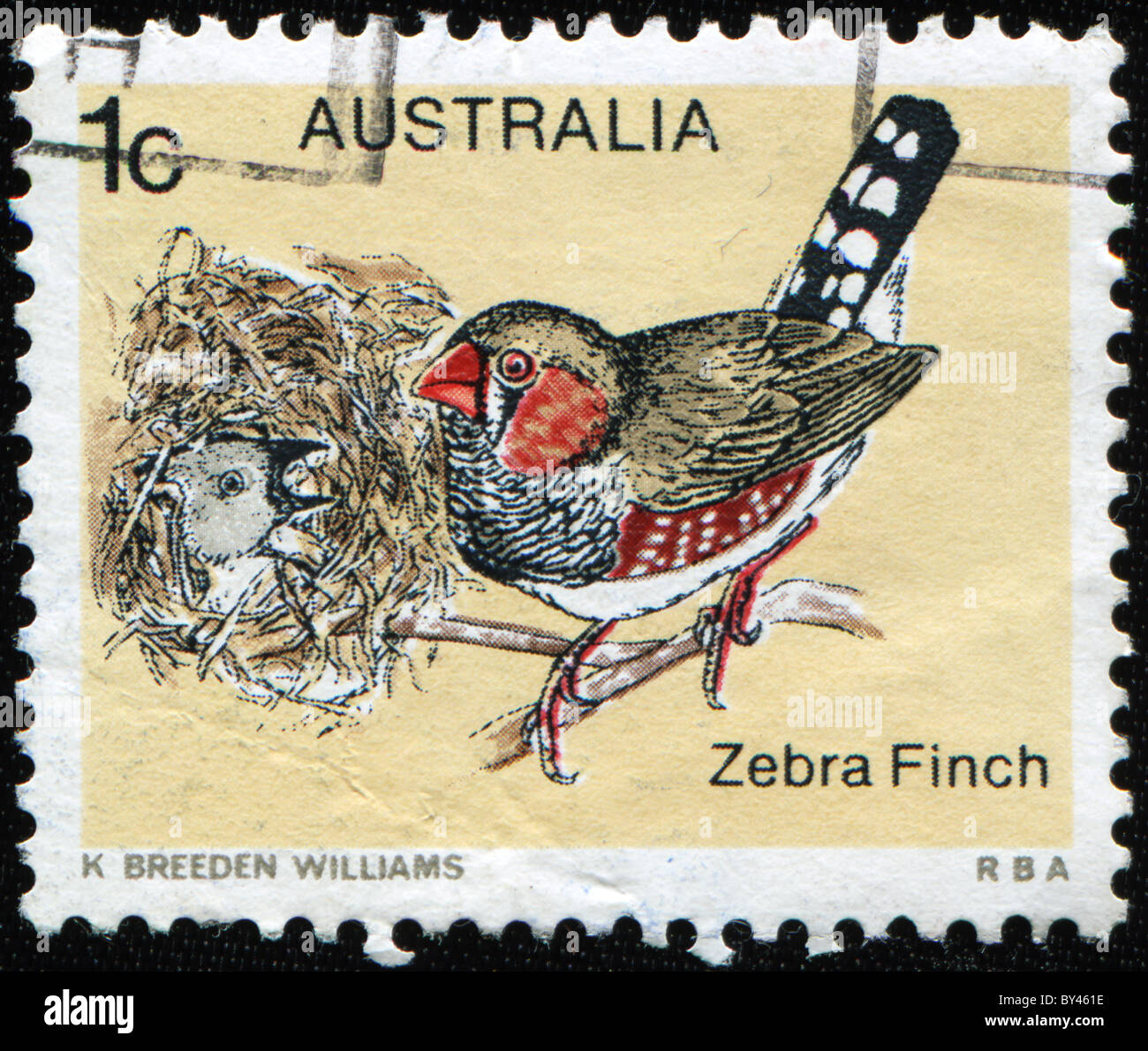 Zebra finch nest hi-res stock photography and images - Alamy