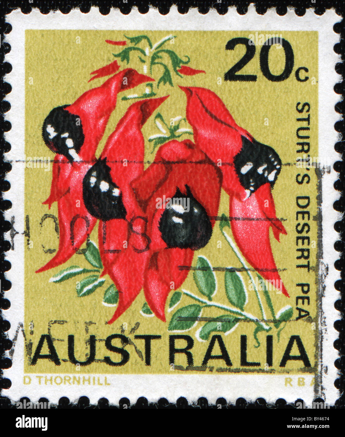 Sturt's Desert Pea - Swainsona formosa Stock Photo - Alamy