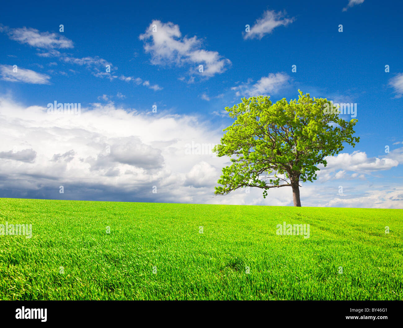 beautiful green tree on meadow Stock Photo - Alamy