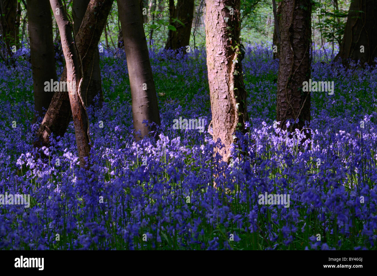 Bluebells in Standish Wood in the Cotswolds near Stroud ...