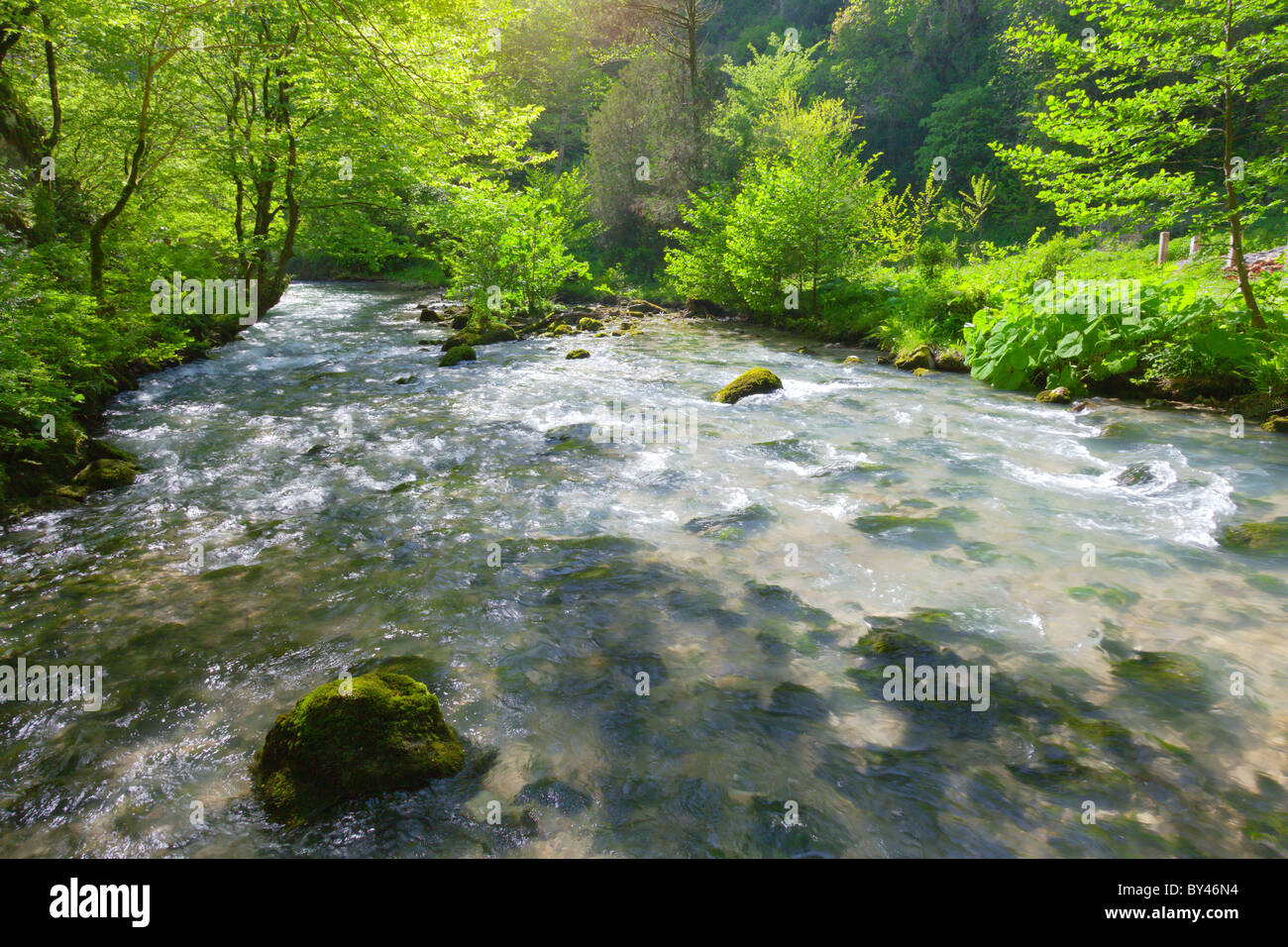 river in beautiful forest Stock Photo - Alamy
