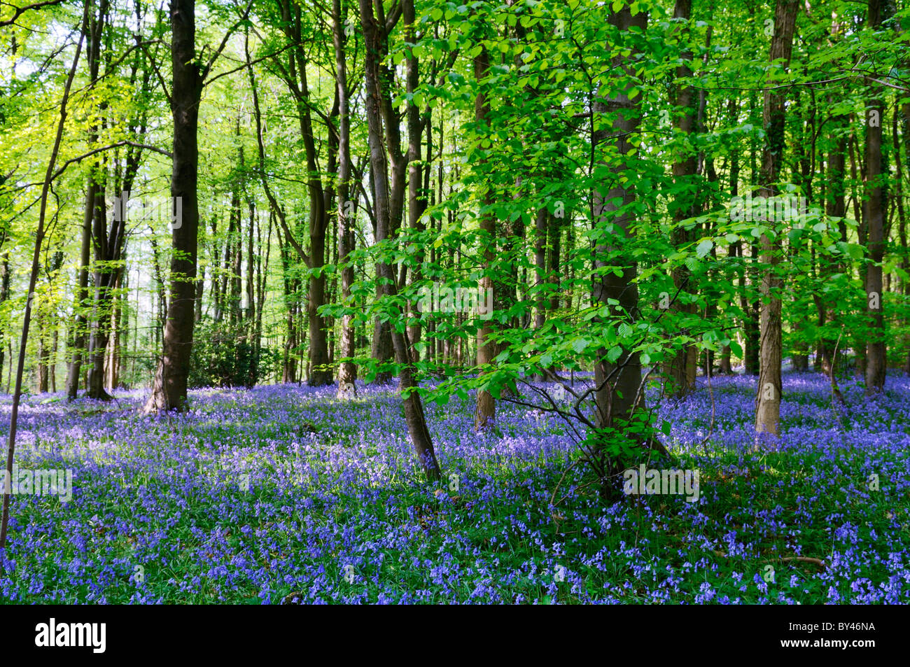 Standish near stroud hi-res stock photography and images - Alamy
