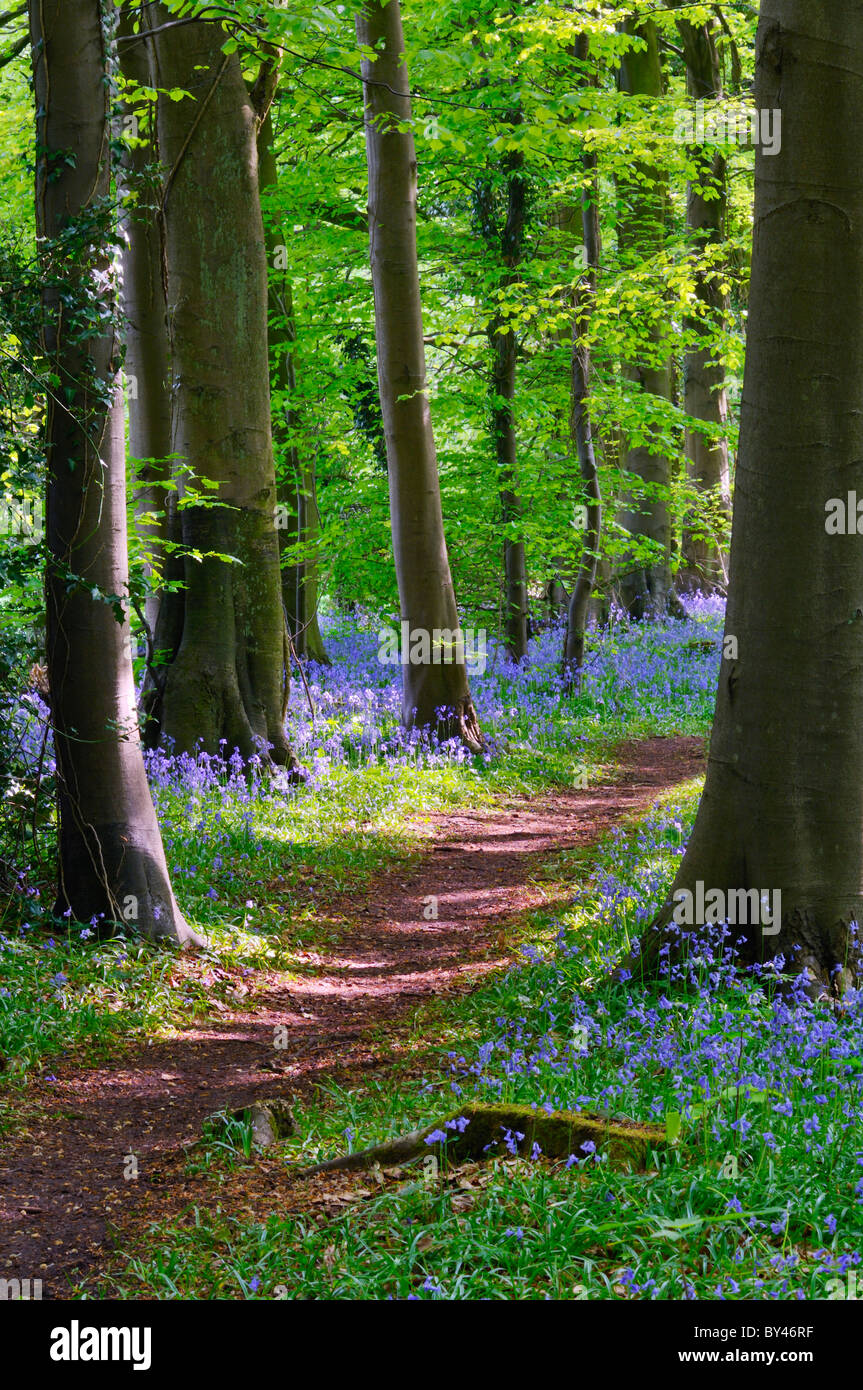 Bluebells in Standish Wood in the Cotswolds near Stroud ...