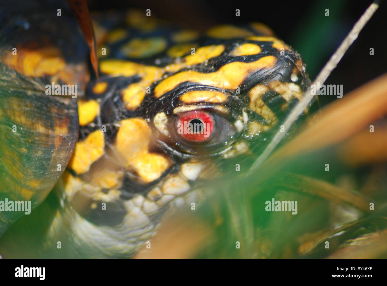 I guess Box Turtles have red eyes Stock Photo - Alamy