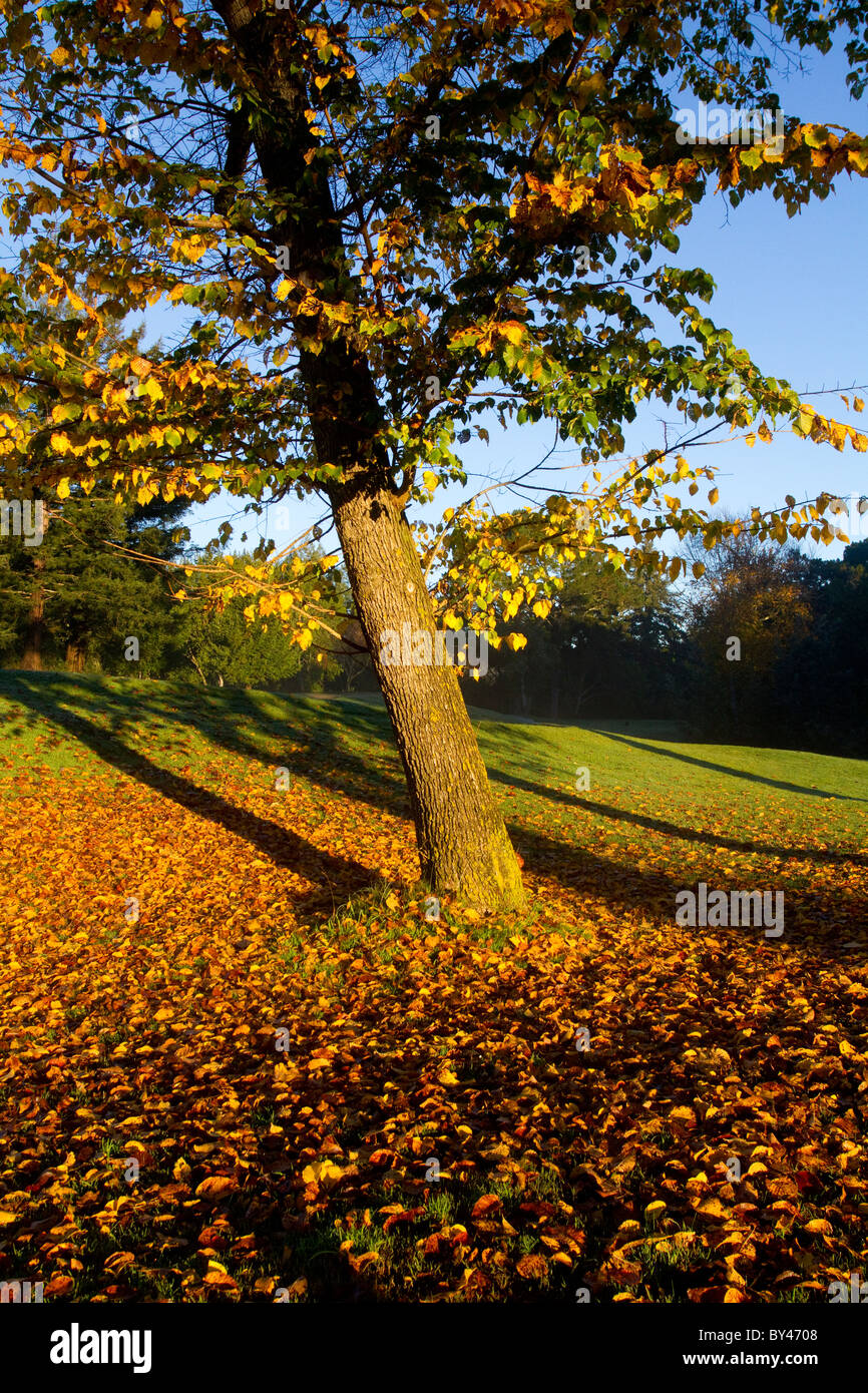 Fall Colors Santa Cruz California Stock Photo - Alamy