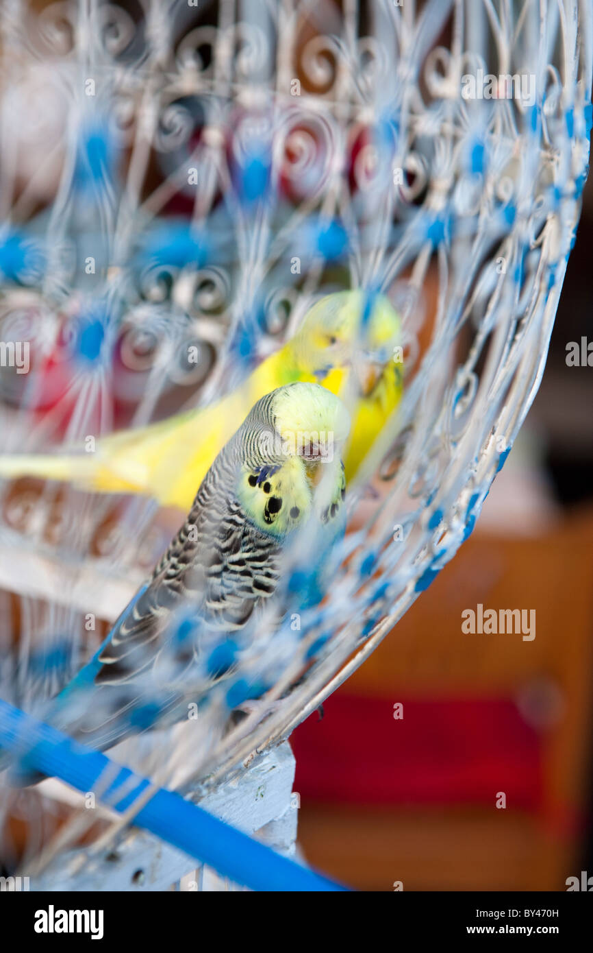 Parrots birds in cage colored Rome Italy Stock Photo - Alamy