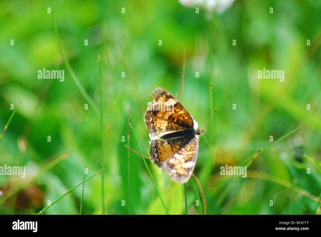 Closeup on a moth with a bright green background Stock Photo - Alamy