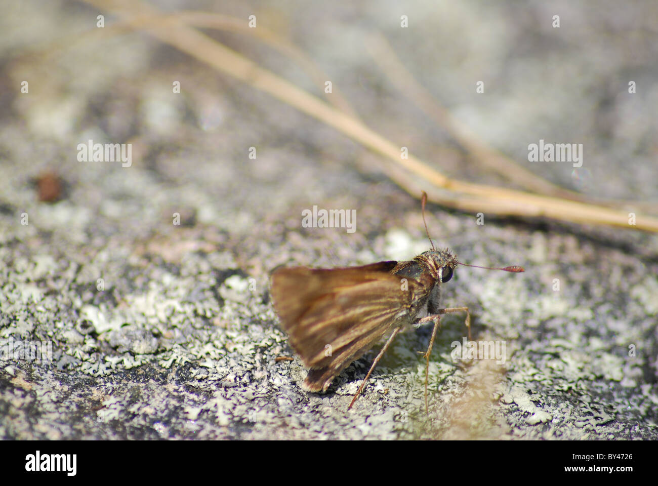 Moth bug insect hi-res stock photography and images - Alamy