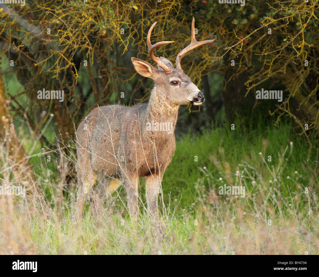 A Black-tailed Deer forkbuck along dark trees Stock Photo - Alamy