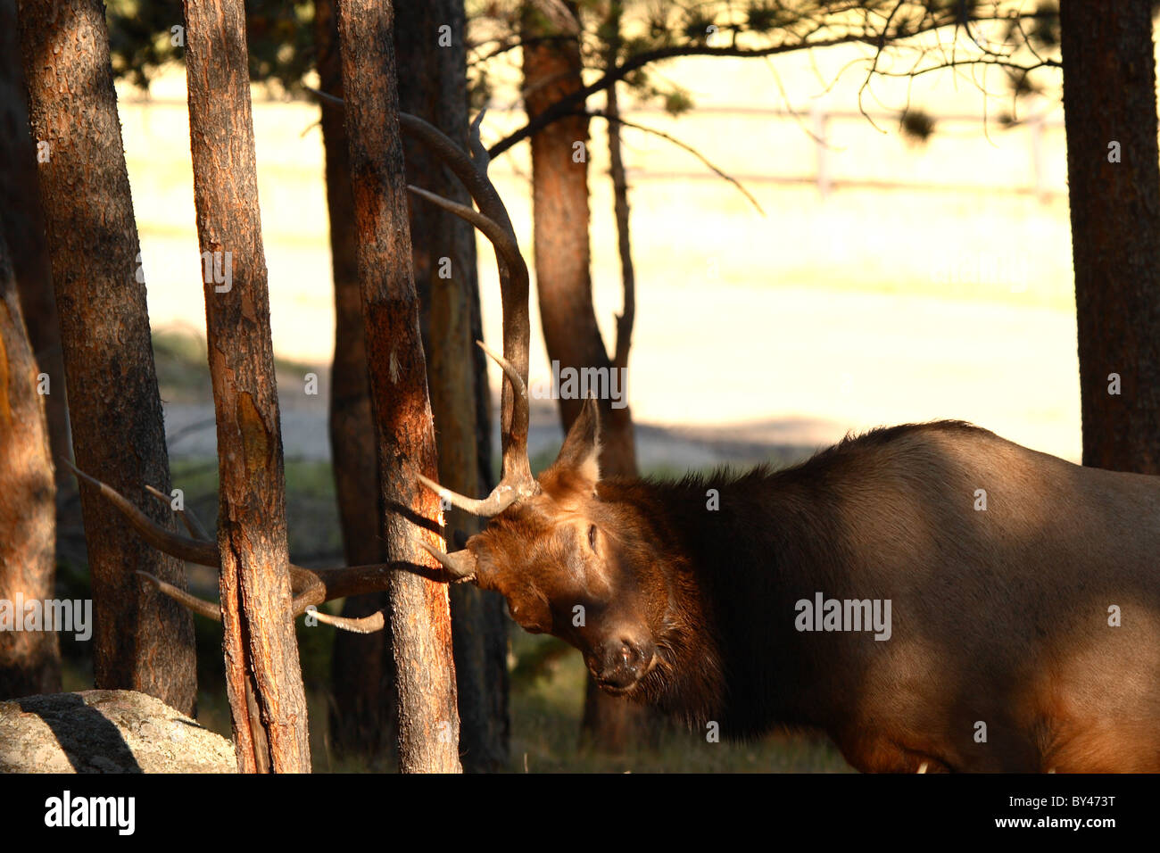 An Elk bull scraping it's antlers on the bark of a pine Stock Photo - Alamy