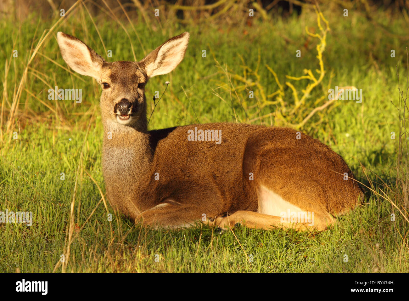 A Black-tailed Deer resting in a bed Stock Photo - Alamy
