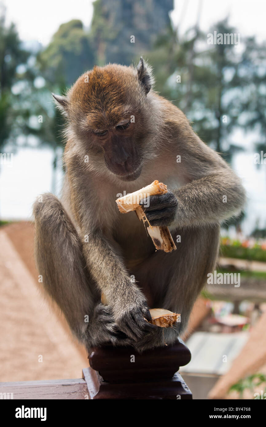 Monkey sat on the edge of a balcony carefully studying his food Stock ...