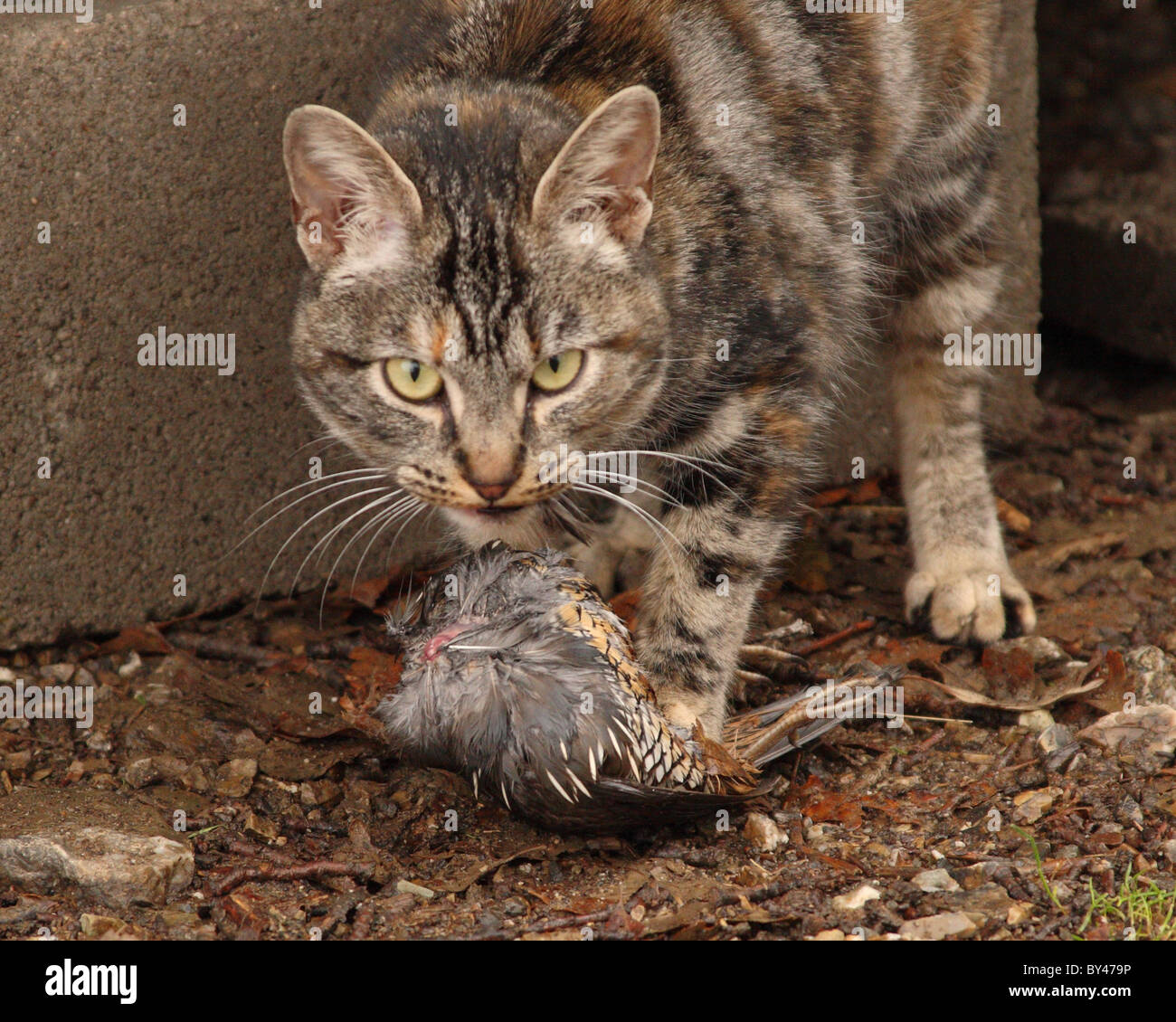 Crouched cat hi-res stock photography and images - Alamy