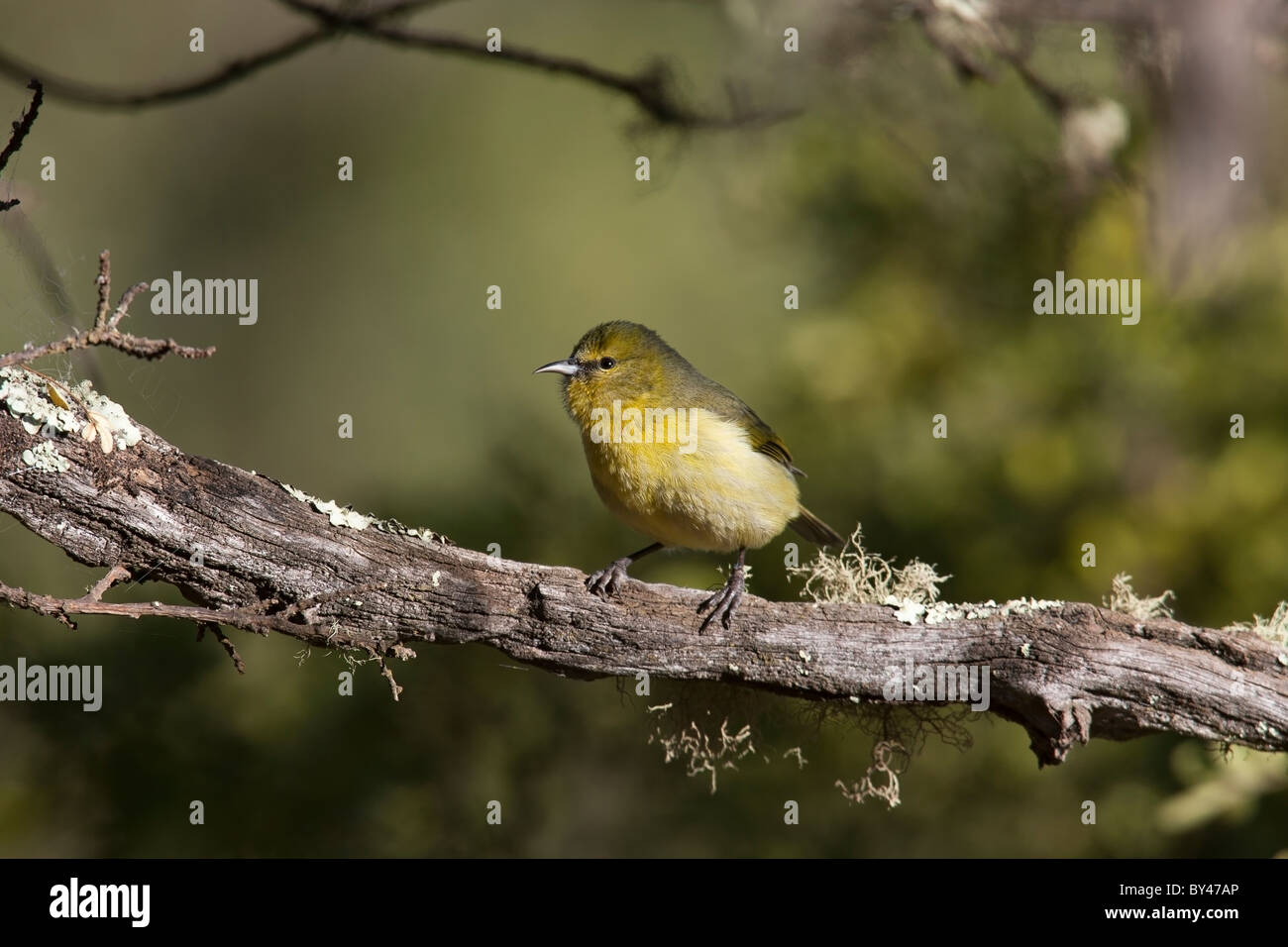 Hawaii Amakihi (Hemignathus virens virens), Hawaii subspecies, female ...