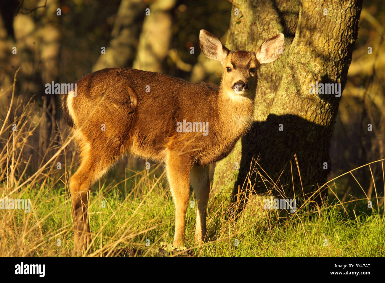 Mule deer yearling hi-res stock photography and images - Alamy