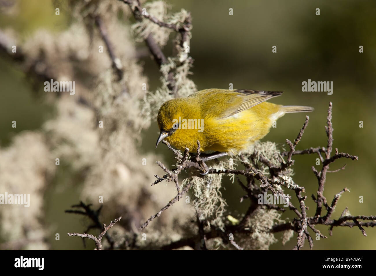 Hawaii Amakihi (Hemignathus virens virens), Hawaii subspecies, male ...