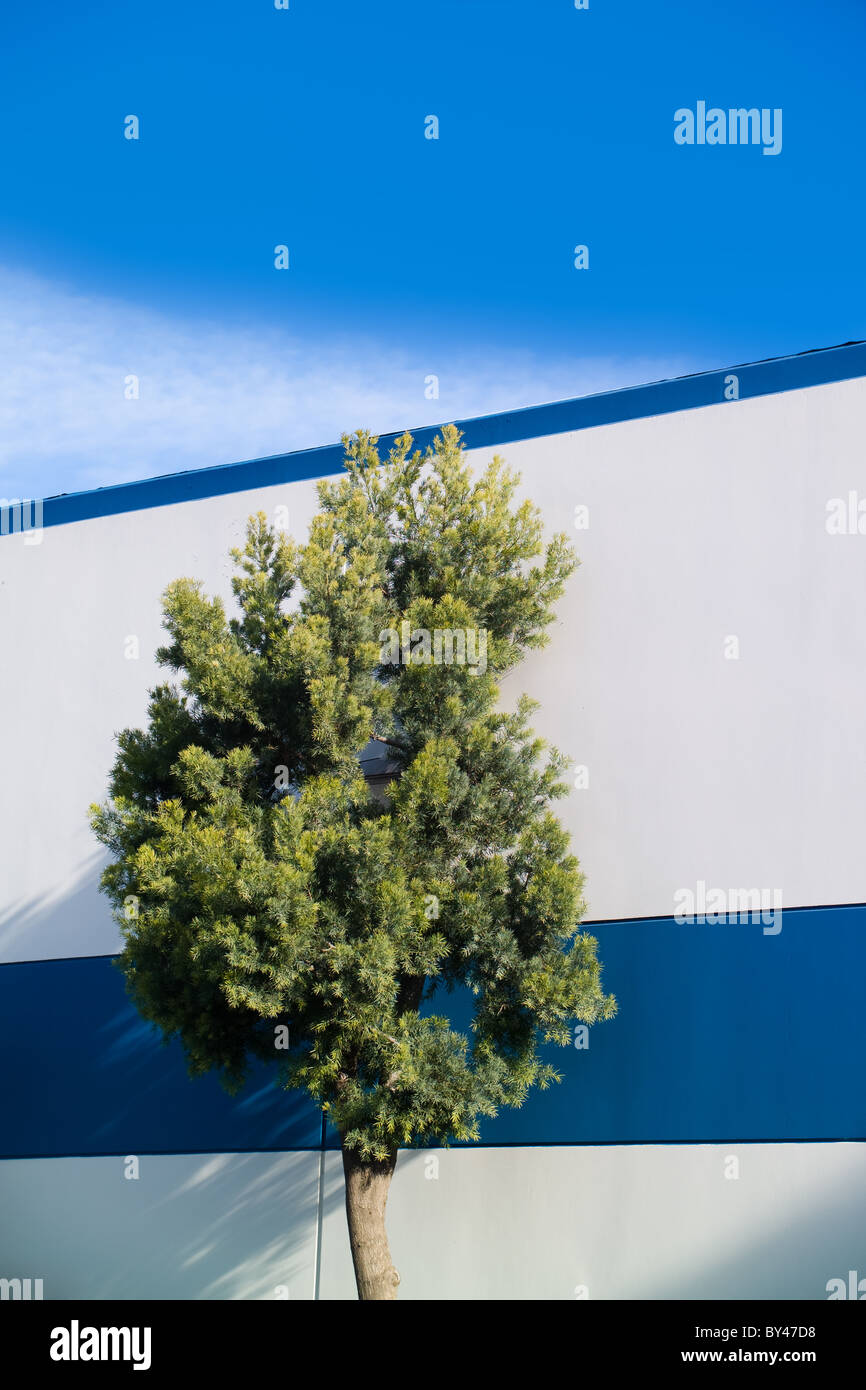 Lone tree next to building Stock Photo - Alamy