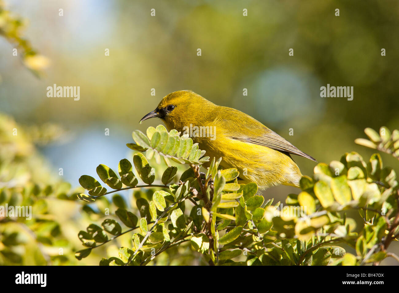 Hawaii Amakihi (Hemignathus virens virens), Hawaii subspecies, male ...