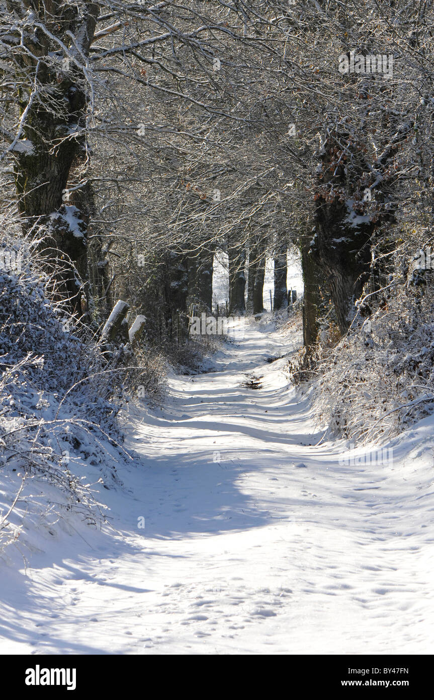 Very snowed path with trees and bushs Stock Photo - Alamy