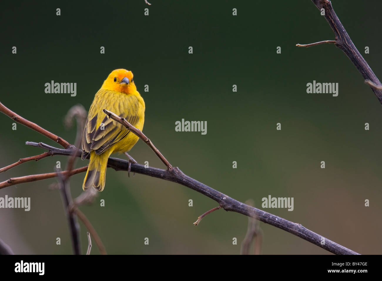Saffron Finch (Sicalis flaveola), male Stock Photo - Alamy