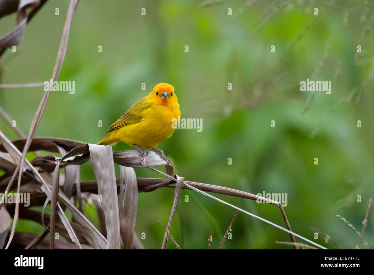 Finch image hi-res stock photography and images - Alamy