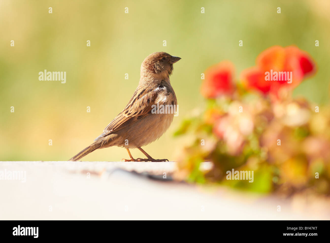 Sparrow - closeup of small bird near red flower in garden Stock Photo ...