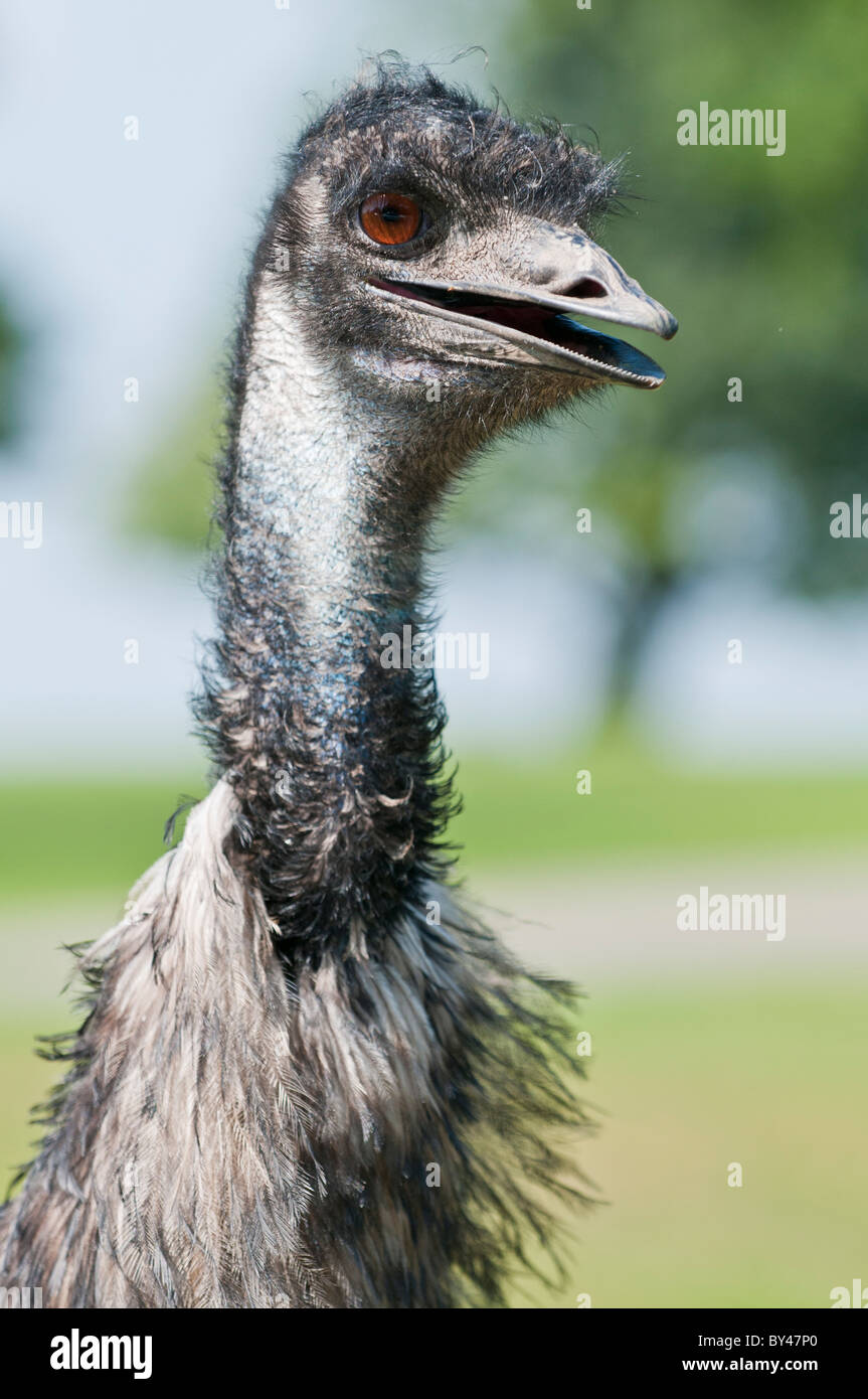 Emu portrait hi-res stock photography and images - Alamy
