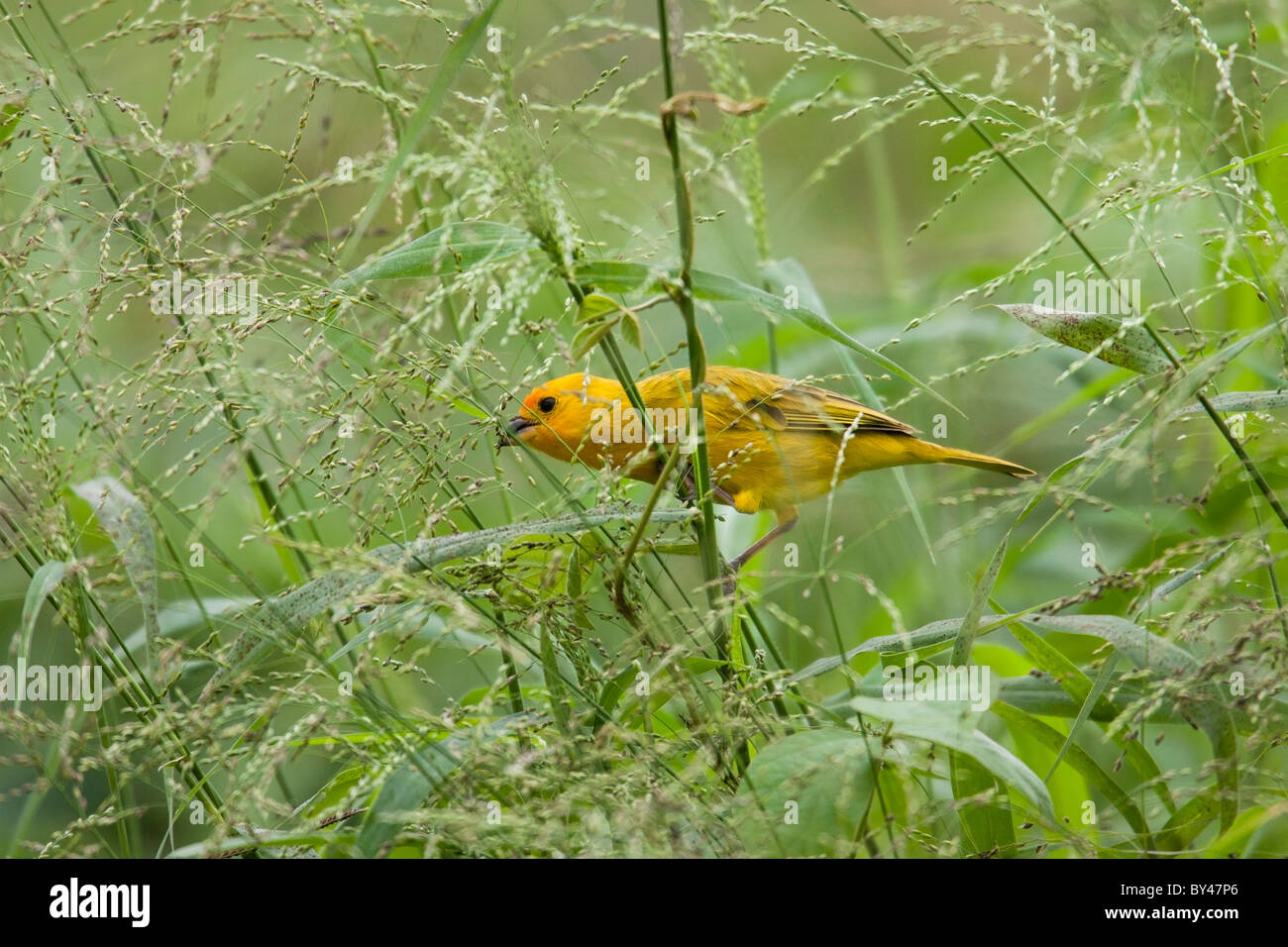 Male saffron finch hi-res stock photography and images - Alamy
