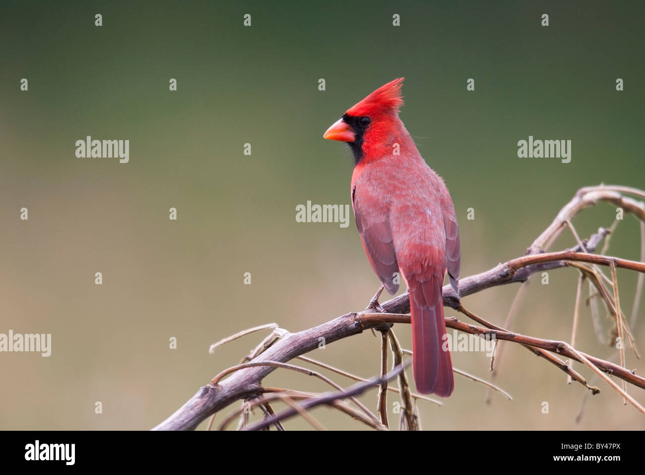 Northern Cardinal (Cardinalis cardinalis), Common subspecies, male ...
